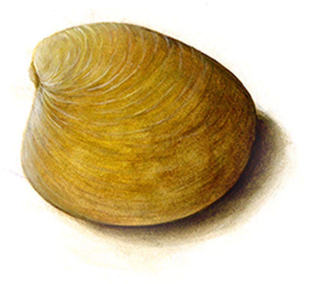 clamb - BAYARD HEIMER